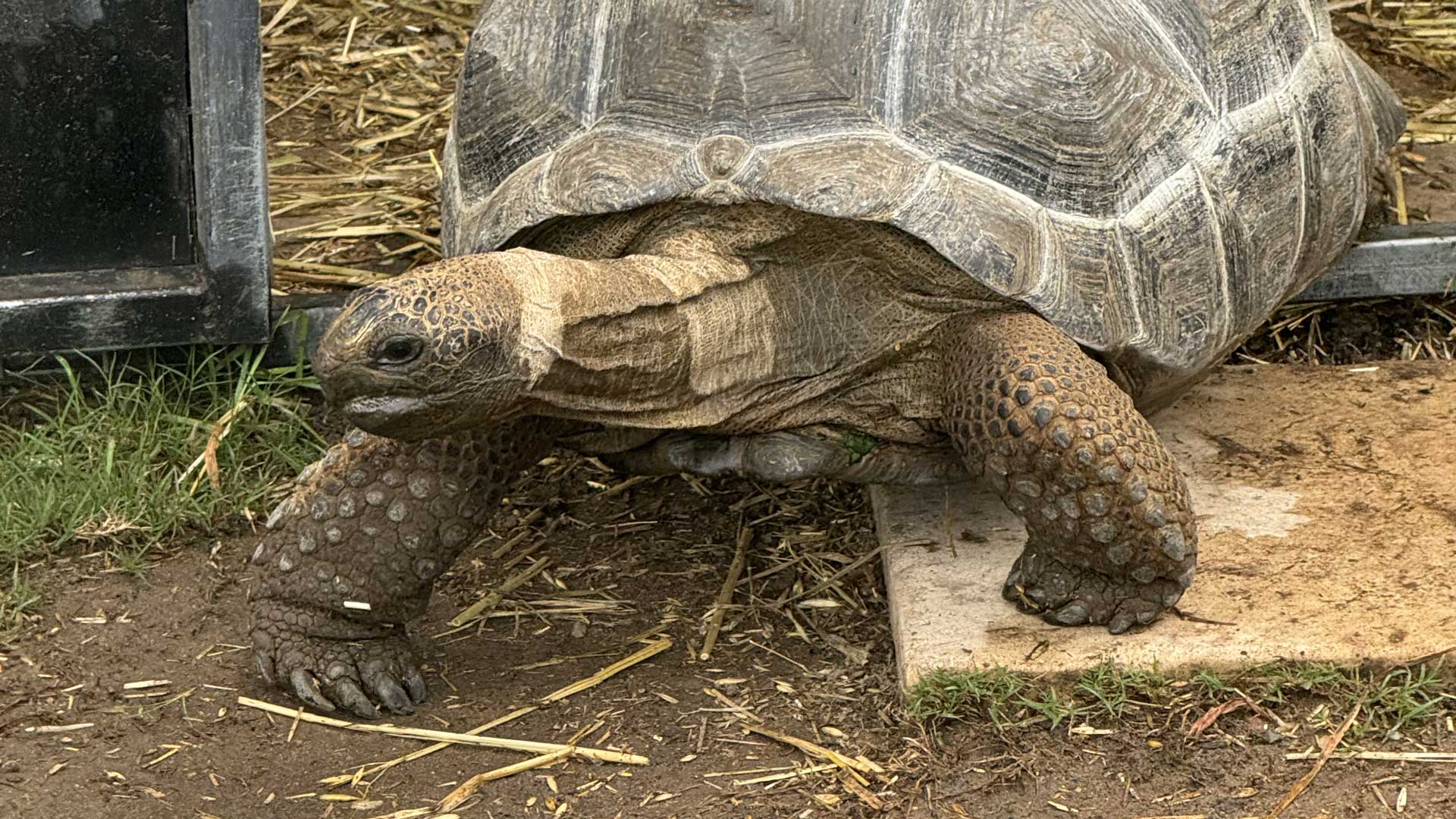 Tortoise Encounter | AMAZEMENT Farm & Fun Park
