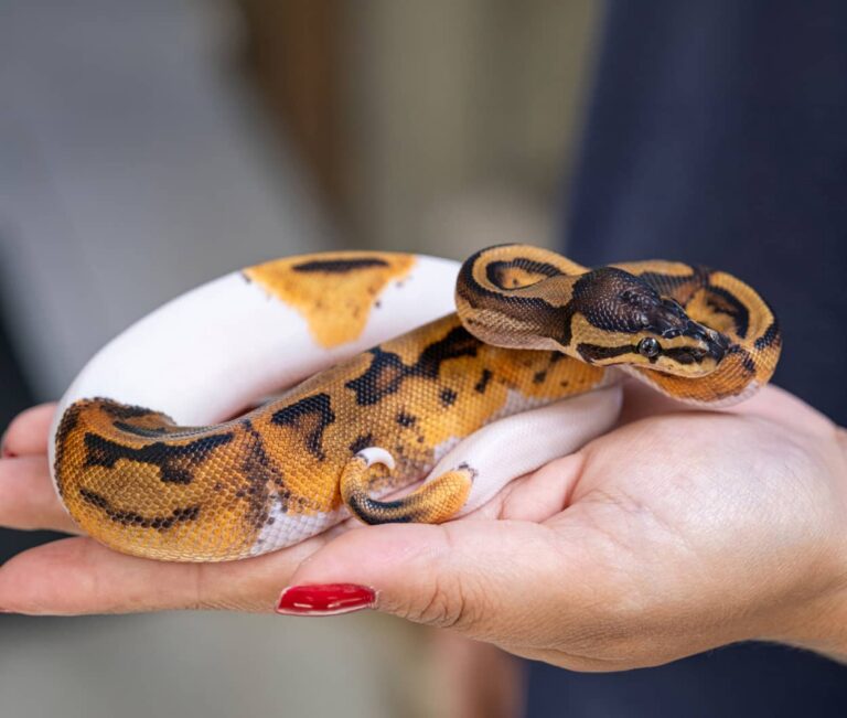 Junior Zoo Keeper Offer | AMAZEMENT Farm & Fun Park